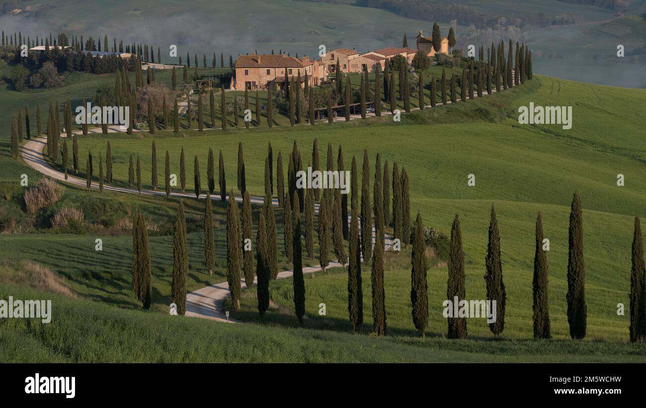 Typical country estate in hilly landscape with cypresses (Cupressus ...