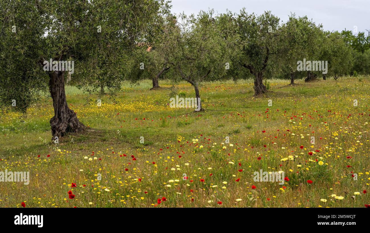 Old olive trees blossoming hi-res stock photography and images - Alamy