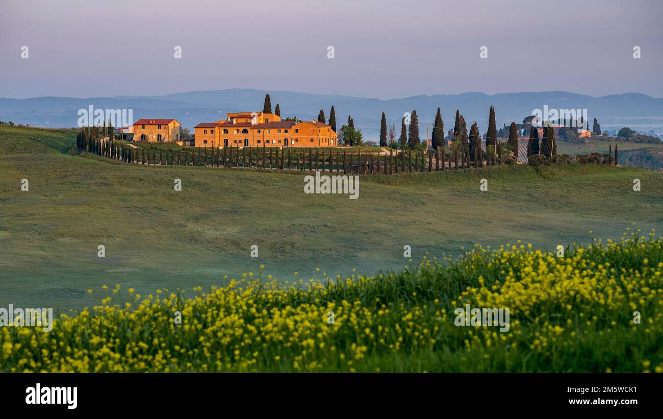 Typical country estate in hilly landscape with cypresses (Cupressus ...