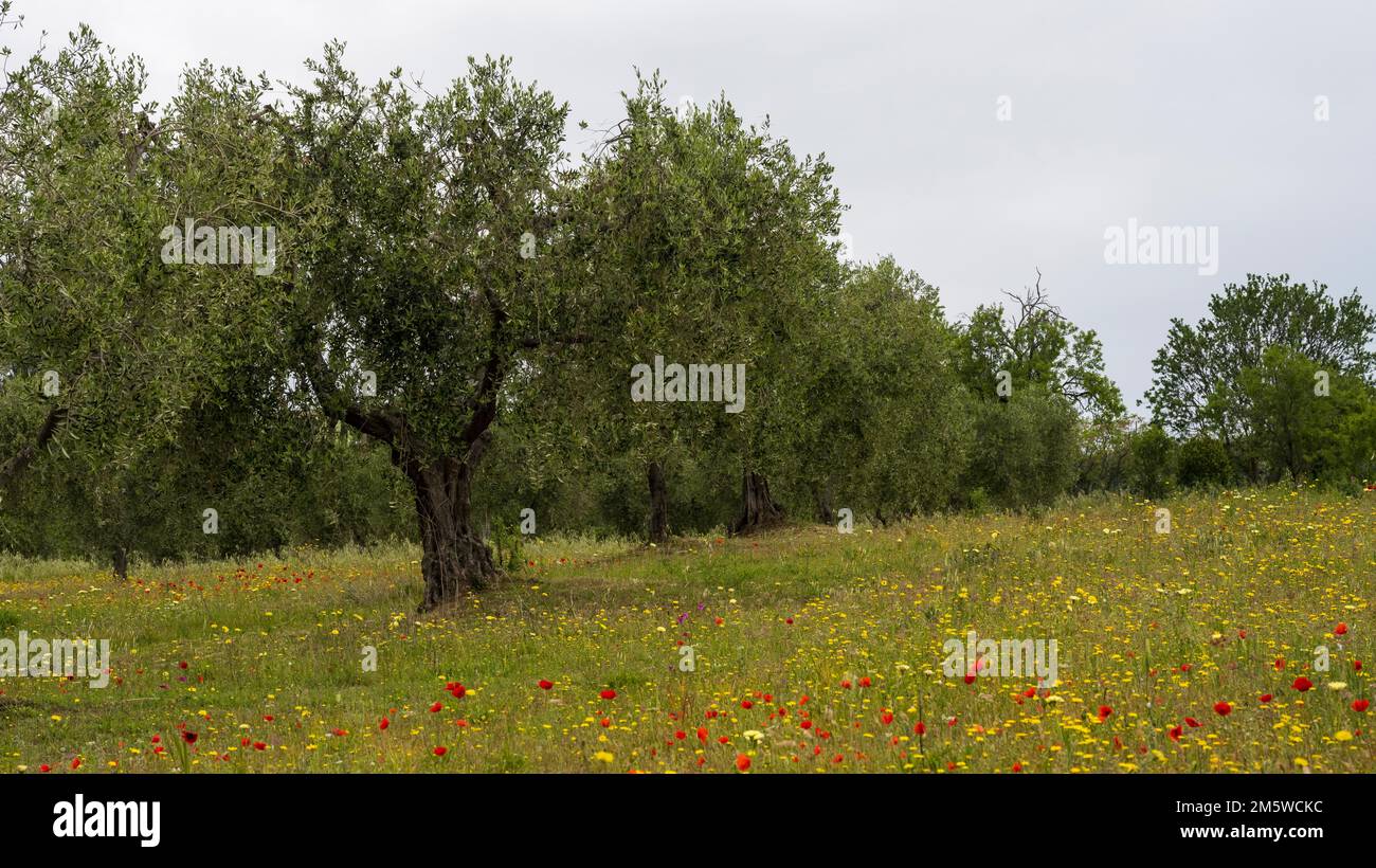 Old olive trees and blossoming flowers in an olive plantation, Venice ...