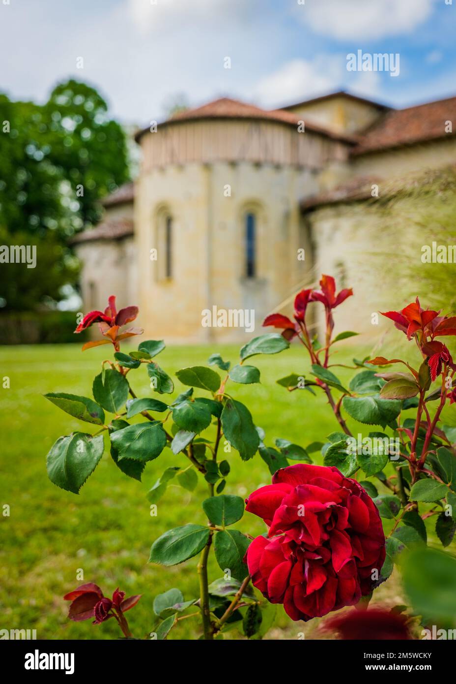 Rosa cinnamonea hi-res stock photography and images - Alamy