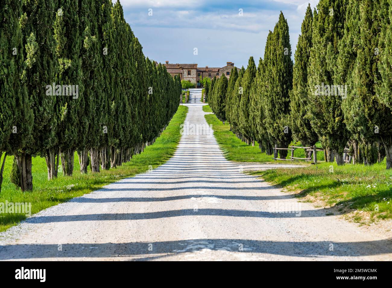 Driveway to country estate, cypress (Cupressus) avenue, Tuscany, Arezzo ...