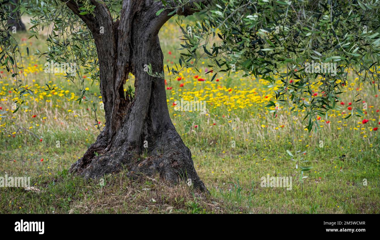 Old olive tree flower hi-res stock photography and images - Alamy