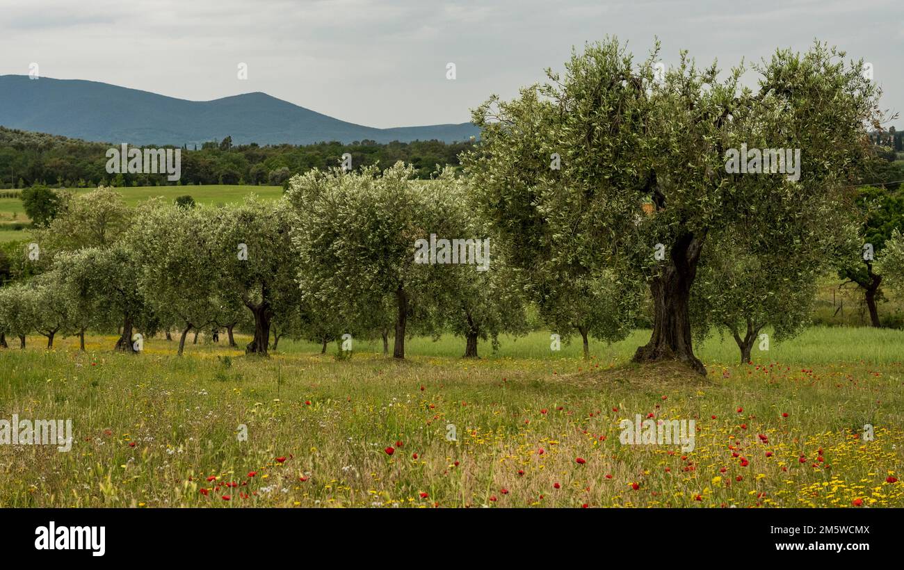 Old olive trees in hi-res stock photography and images - Alamy