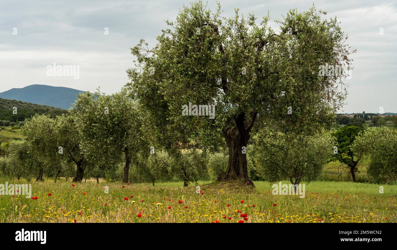Old olive trees in hi-res stock photography and images - Alamy