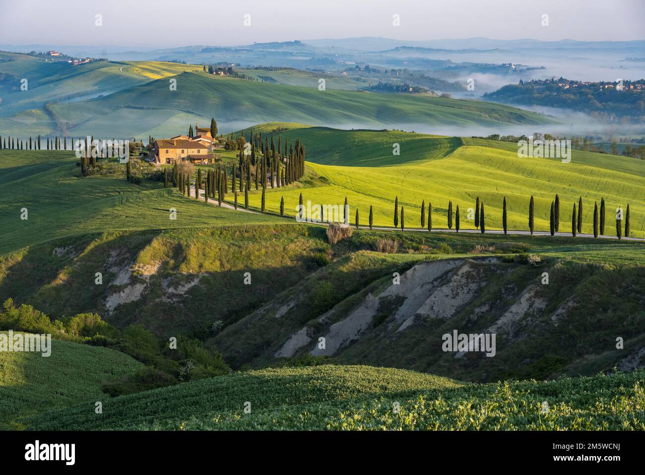 Tuscany country tree lined avenue hi-res stock photography and images ...
