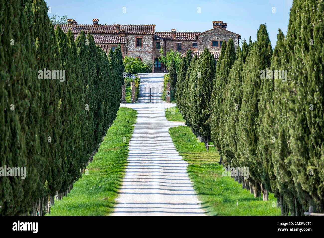 Driveway to country estate, cypress (Cupressus) avenue, Tuscany, Arezzo ...