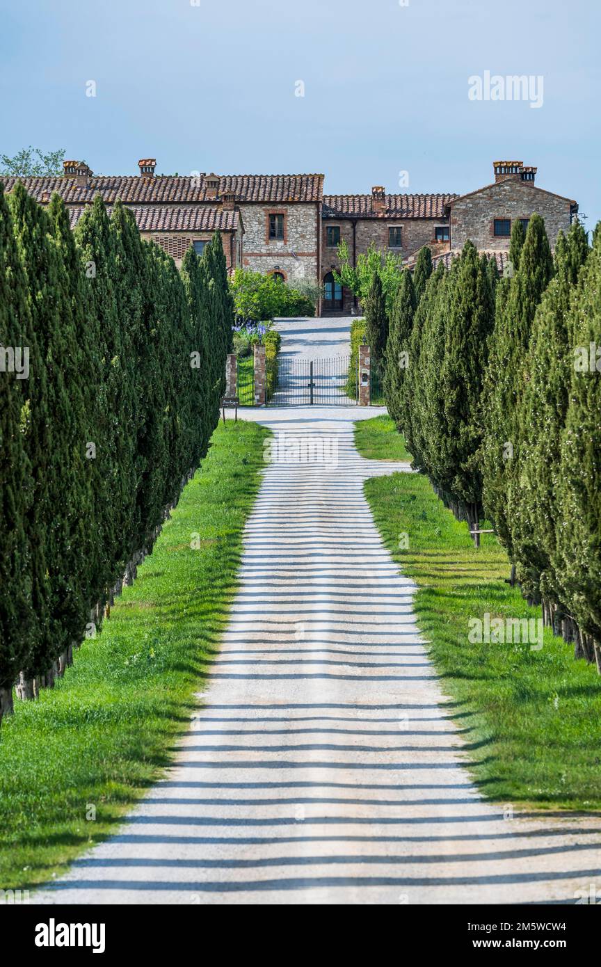 Italian Landscaping Driveway Trees
