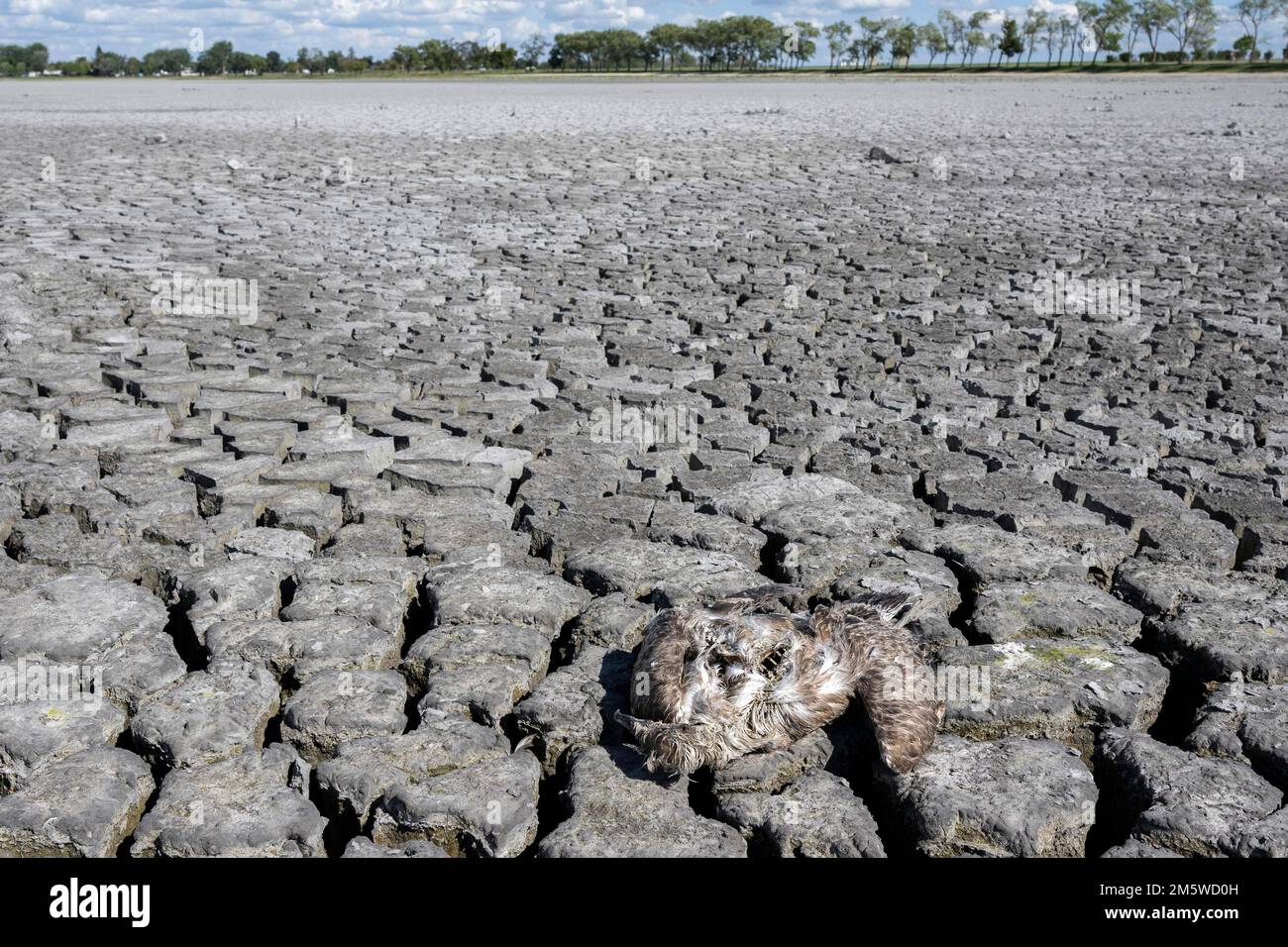 Dead bird in the very dry Zicksee, Lake Neusiedl-Seewinkel National ...