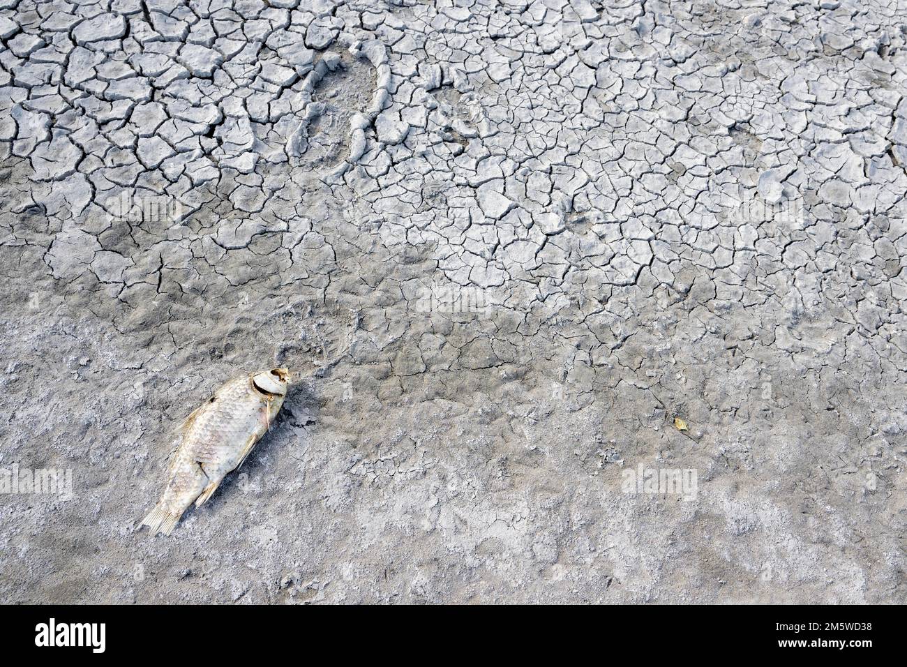 Dead fish in lake hi-res stock photography and images - Alamy