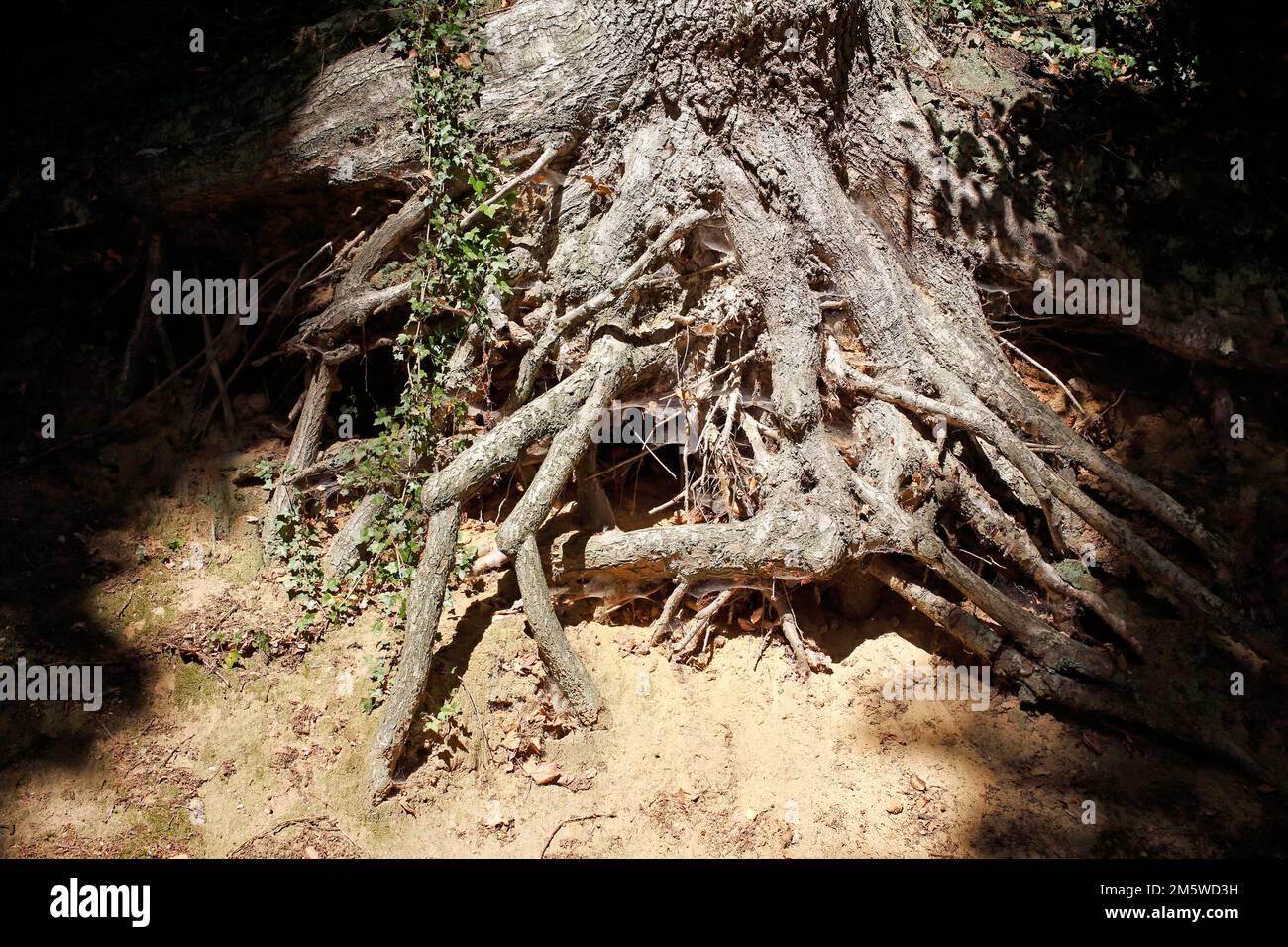 Old gnarled tree root, Germany Stock Photo - Alamy