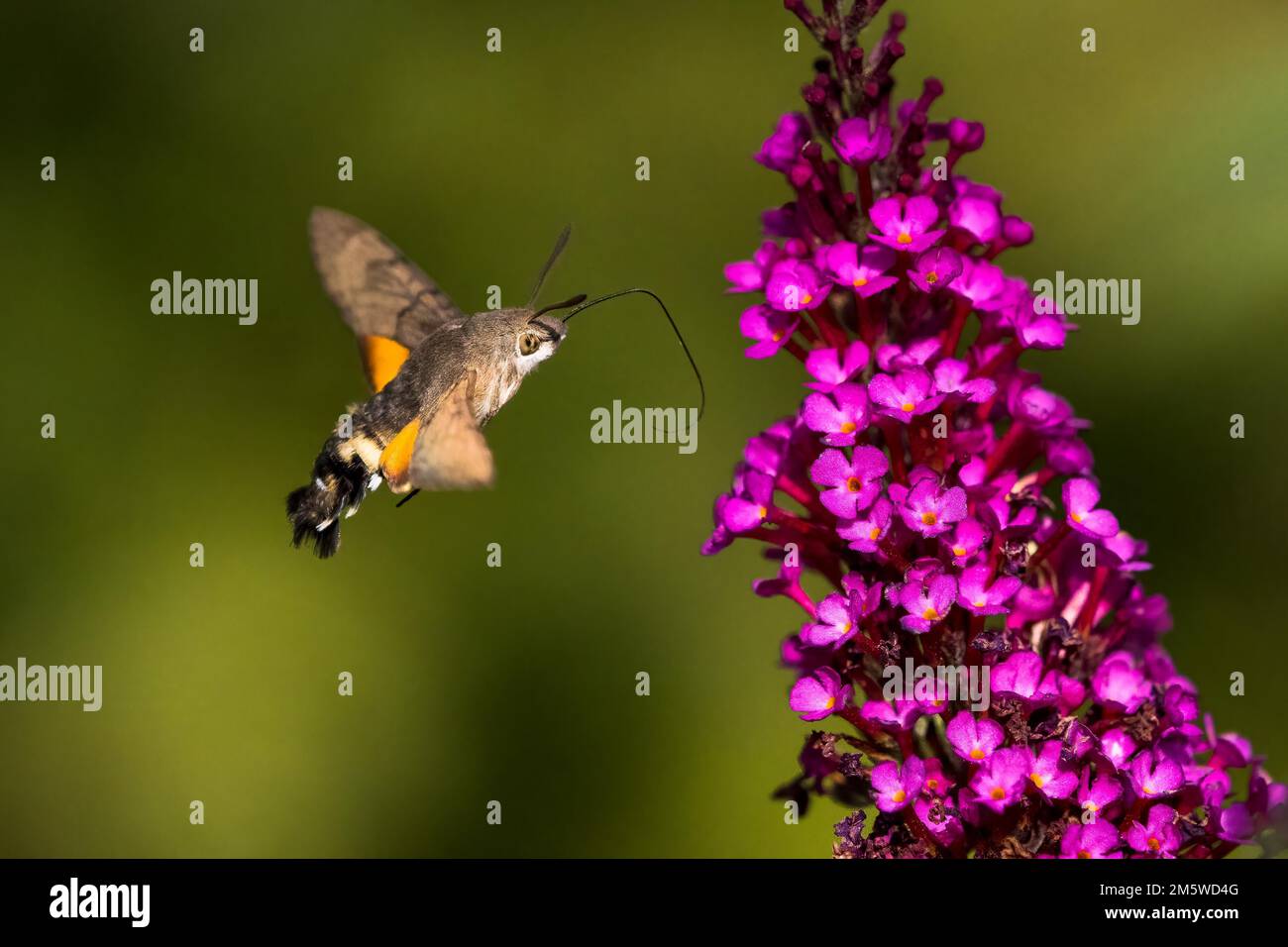 Hummingbird hawk-moth (Macroglossum stellatarum), flies to flowers of ...