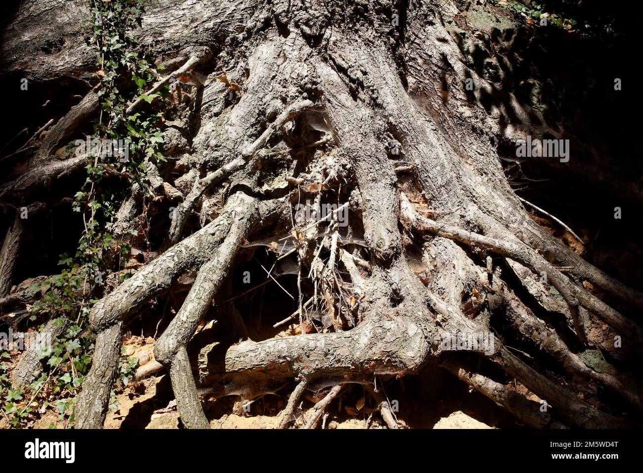 Old gnarled tree root, Germany Stock Photo - Alamy