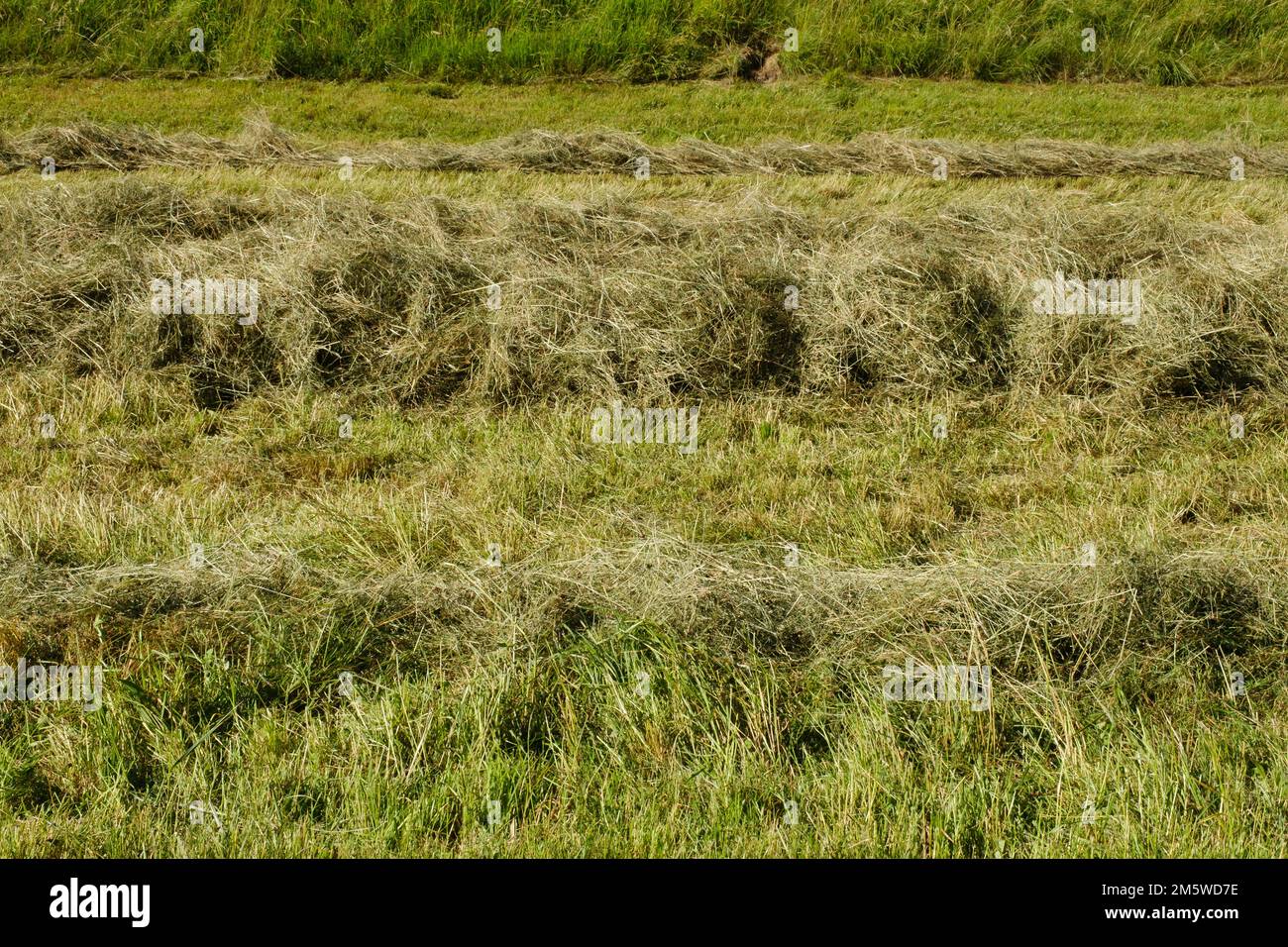 Mown hay field hi-res stock photography and images - Alamy