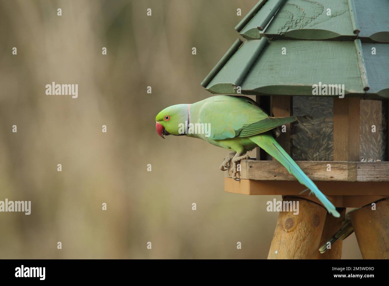 Male collared parakeet (Psittacula krameri) at the feeding house in Bad ...