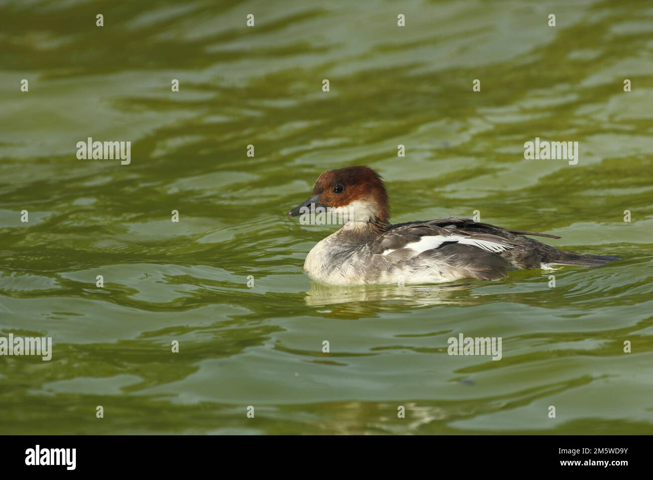 Female Smew (Mergus albellus), swimming, captive Stock Photo - Alamy