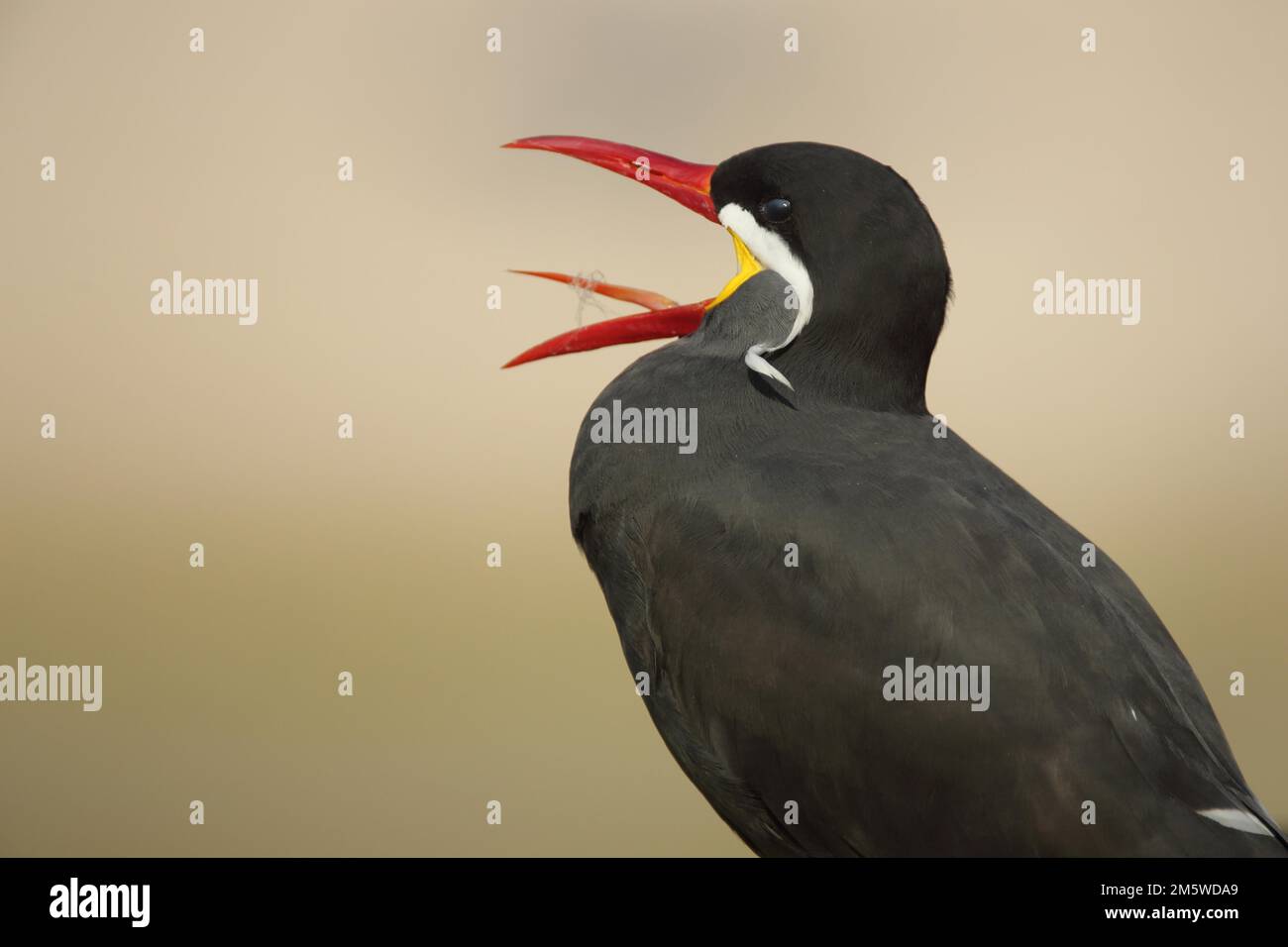 Portrait of screaming Inca tern (Larosterna inca) with beak and tongue ...