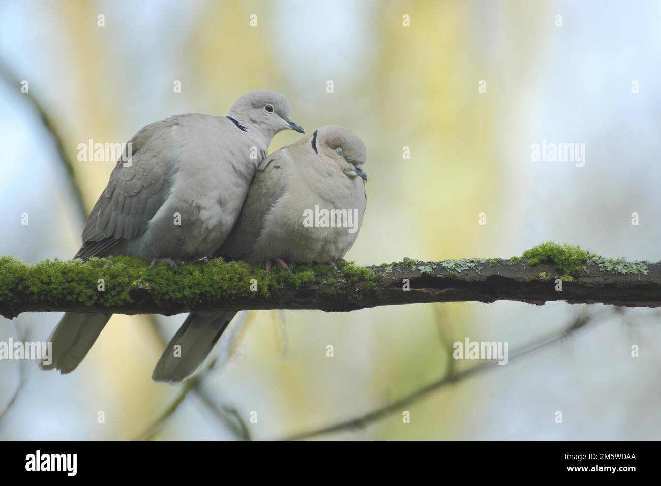 A pair of eurasian collared dove (Streptopelia decaocto) during ...