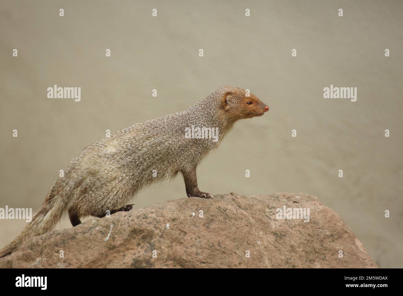 Indian gray mongoose (Herpestes edwardsii) on a rock, captive Stock ...