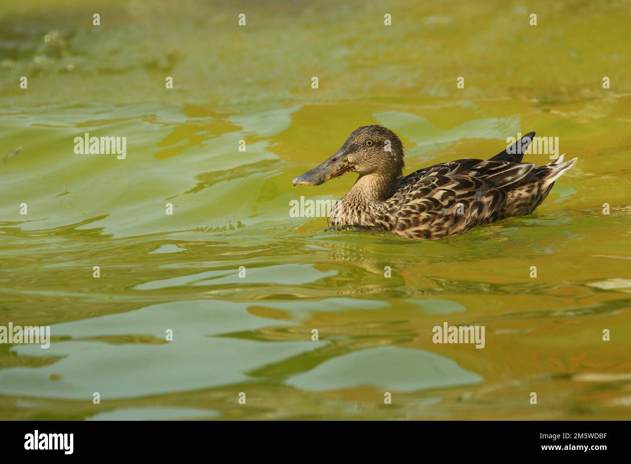 Swimming female spoonbill (Spatula clypeata), captive Stock Photo - Alamy