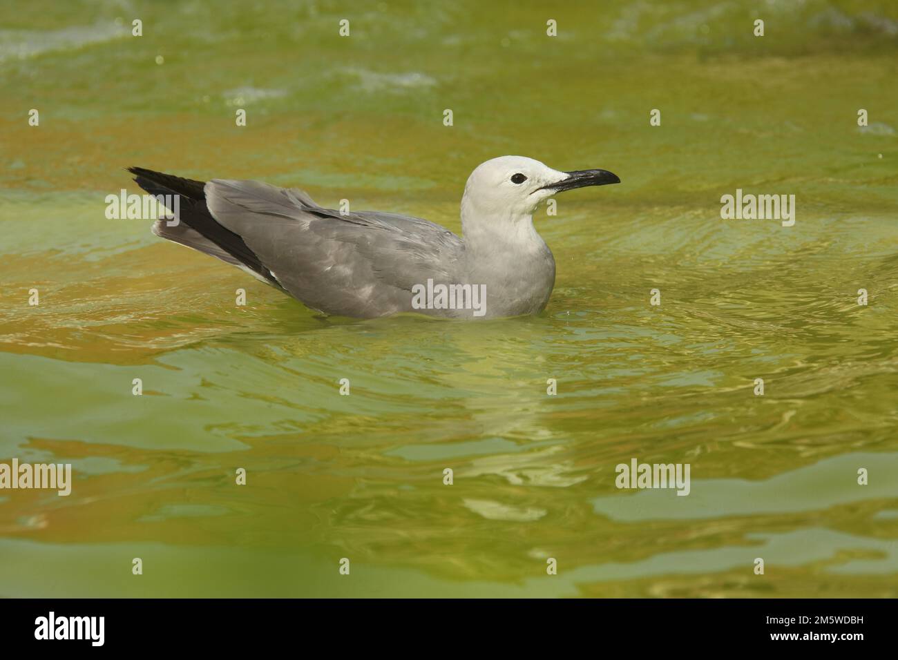 Swimming Grey Gull (Larus modestus), swimming, green, water, captive ...