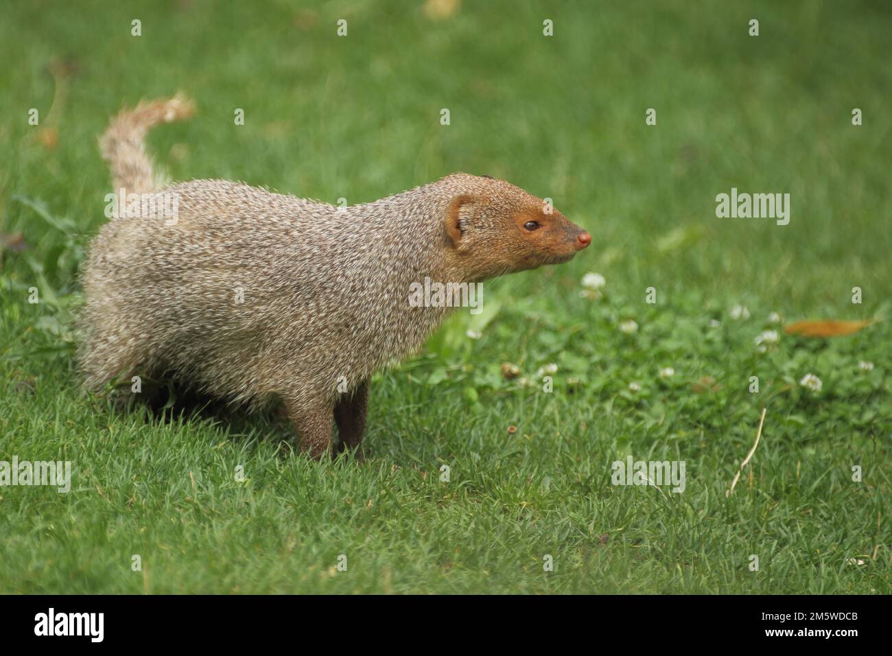 Indian gray mongoose (Herpestes edwardsii), captive Stock Photo - Alamy