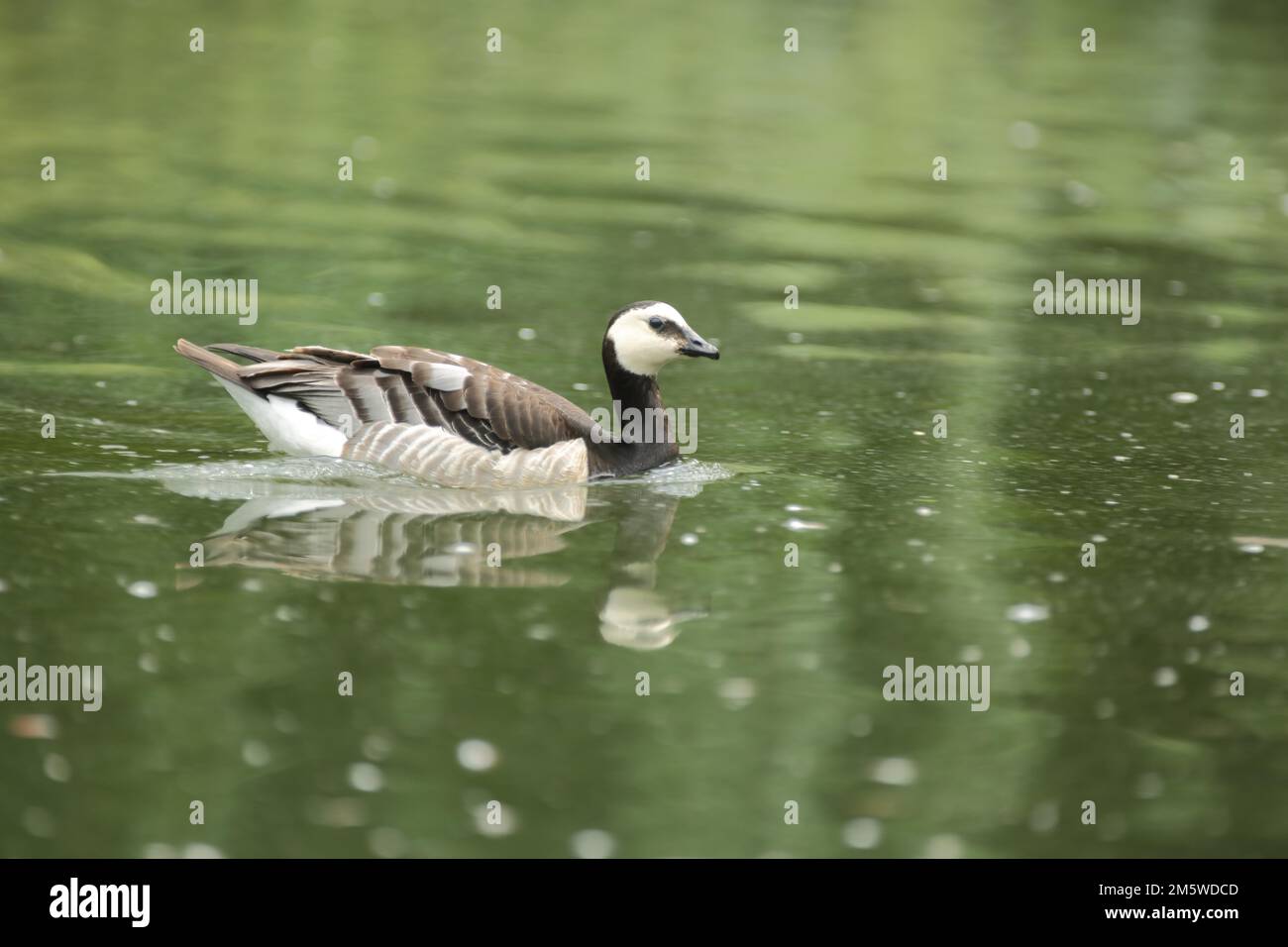 Floating Emperor Goose (Anser canagicus), captive Stock Photo - Alamy