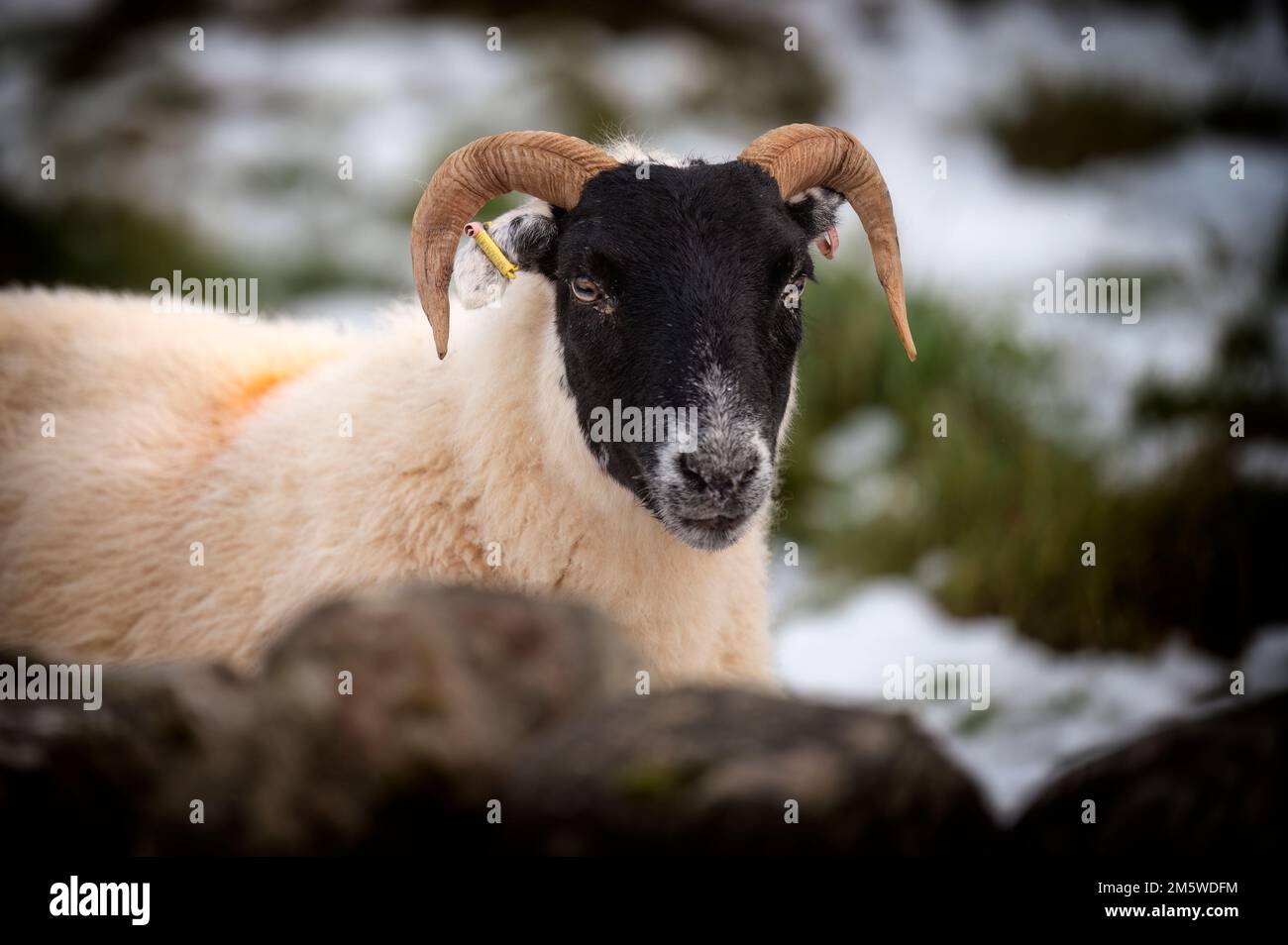 Some people get interesting garden birds visiting their gardens... we ...
