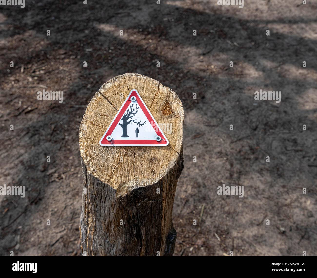 Warning sign on a sawn-off tree in the Berlin Forest, Berlin, Germany ...