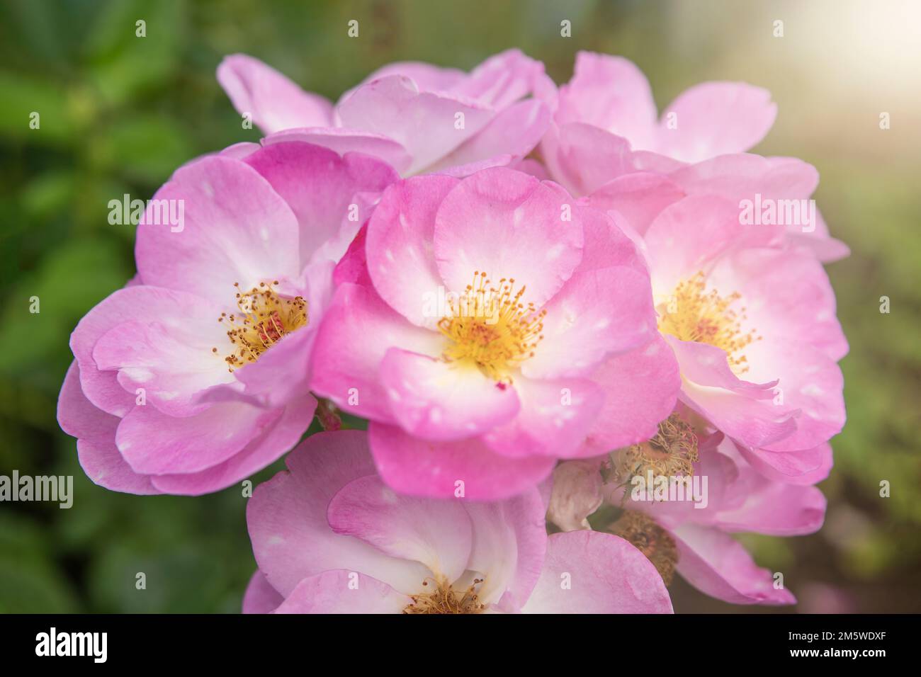 Tiny rose plant hi-res stock photography and images - Alamy
