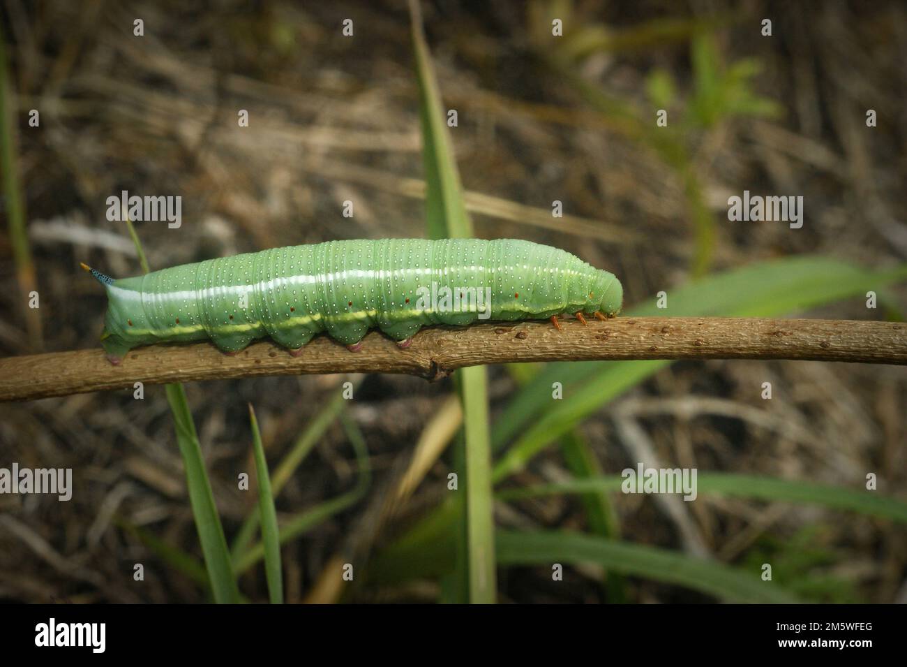 Natural closeup on the large green caterpillar of the hummingbird hawk ...