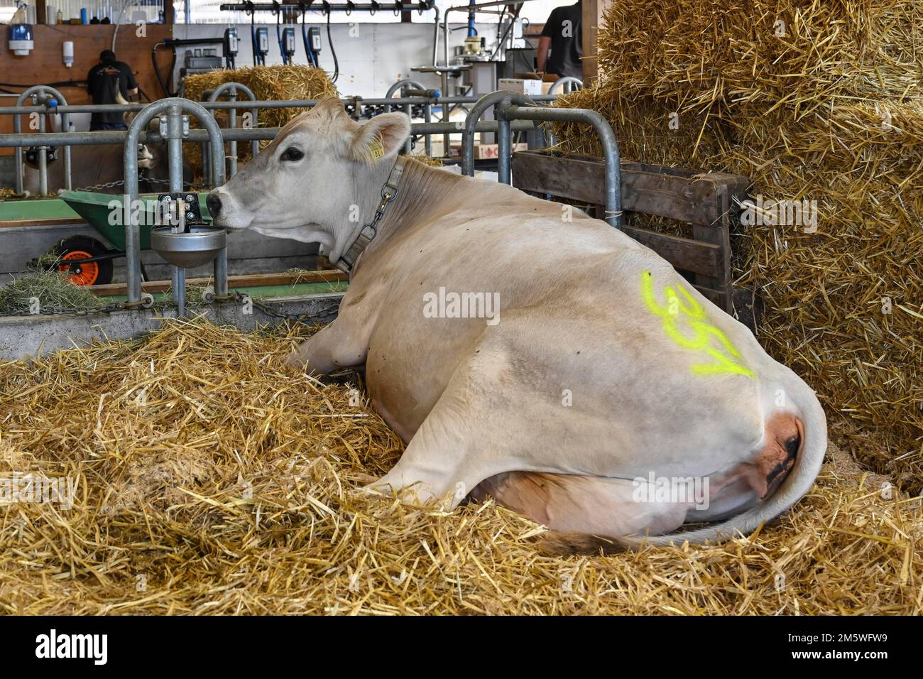 Brown Swiss dairy cow without horns Stock Photo - Alamy