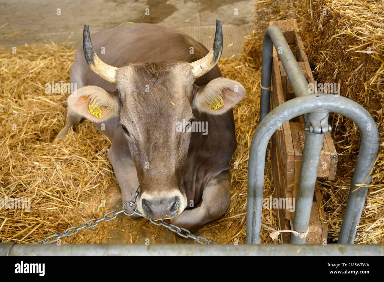 Brown Swiss dairy cow with horns Stock Photo - Alamy