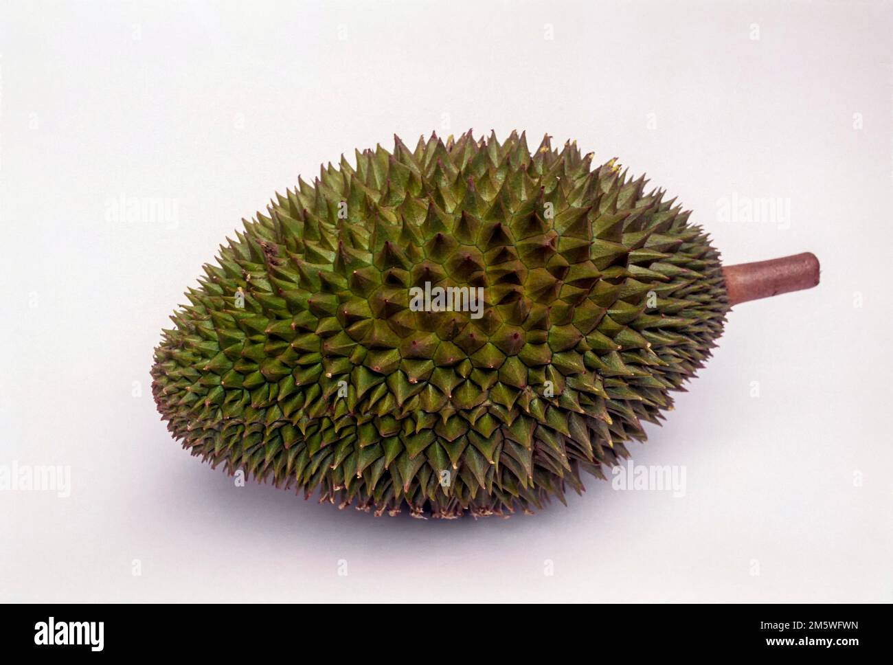 Yellow Durian fruit (Durio graveolens) Nilgris, Tamil Nadu, South India ...