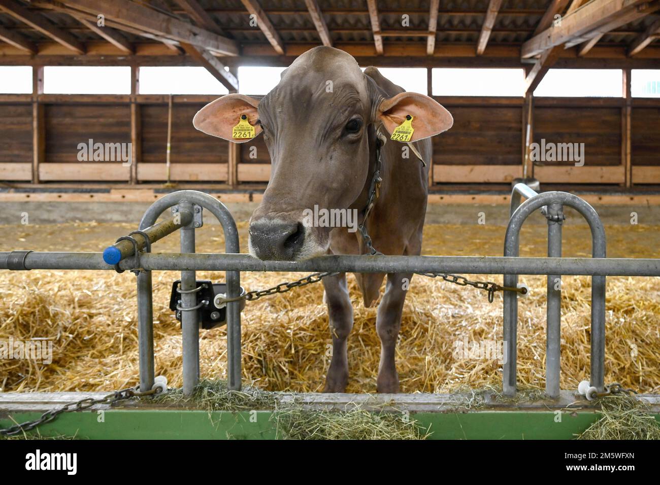 Brown Swiss dairy cow without horns Stock Photo - Alamy