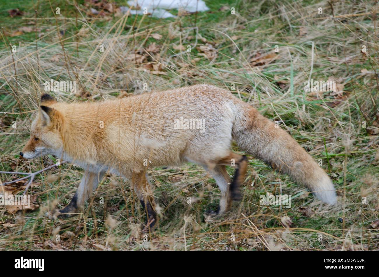Ezo red fox Vulpes vulpes schrenckii walking. Utoro. Shiretoko ...