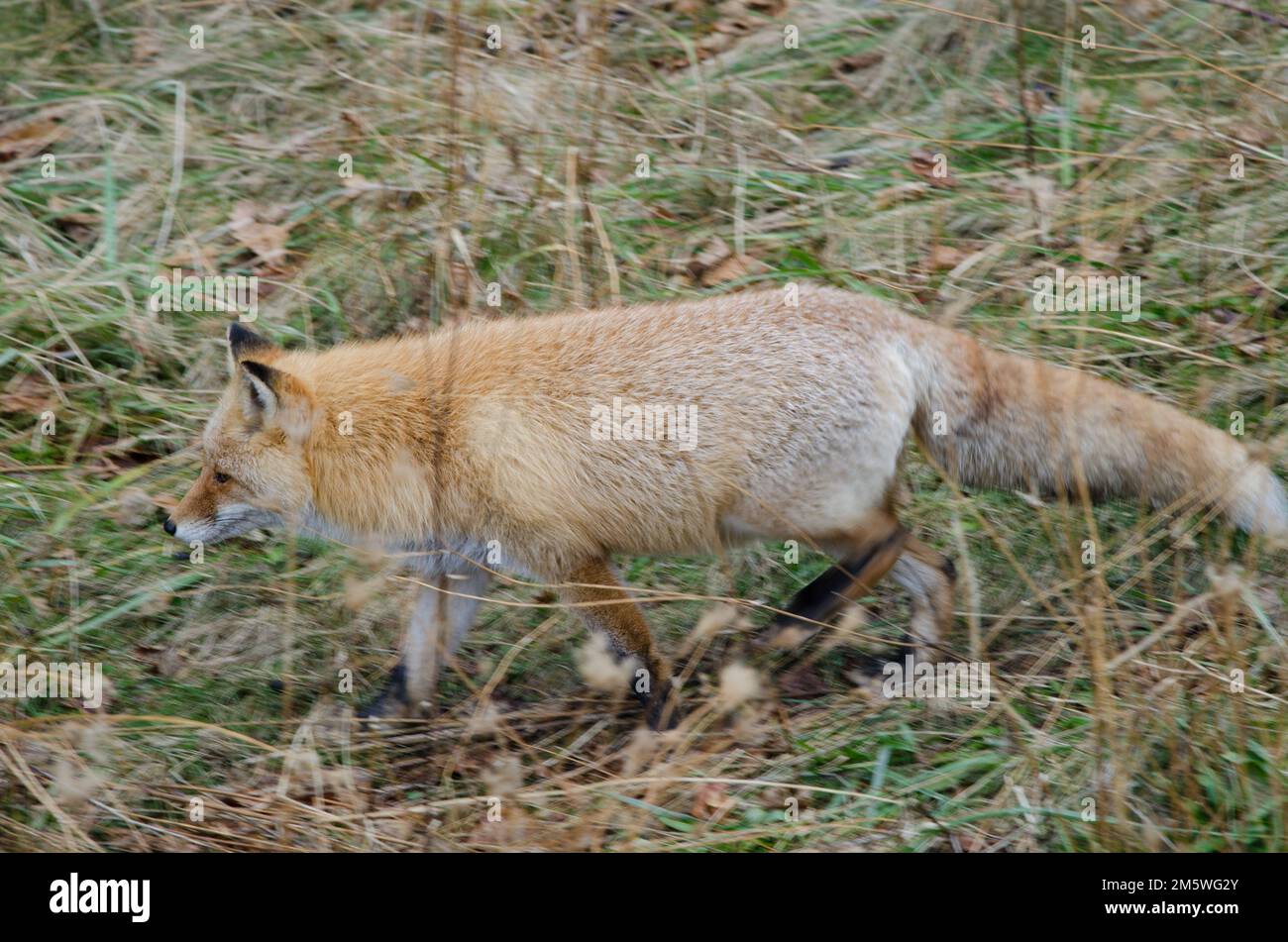 Ezo red fox Vulpes vulpes schrenckii walking. Utoro. Shiretoko ...