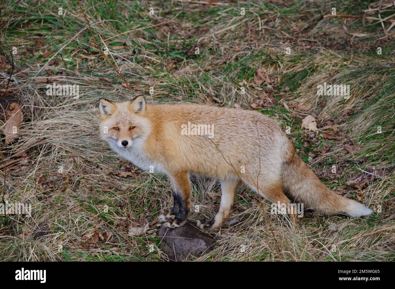 Ezo red fox Vulpes vulpes schrenckii. Utoro. Shiretoko Peninsula ...