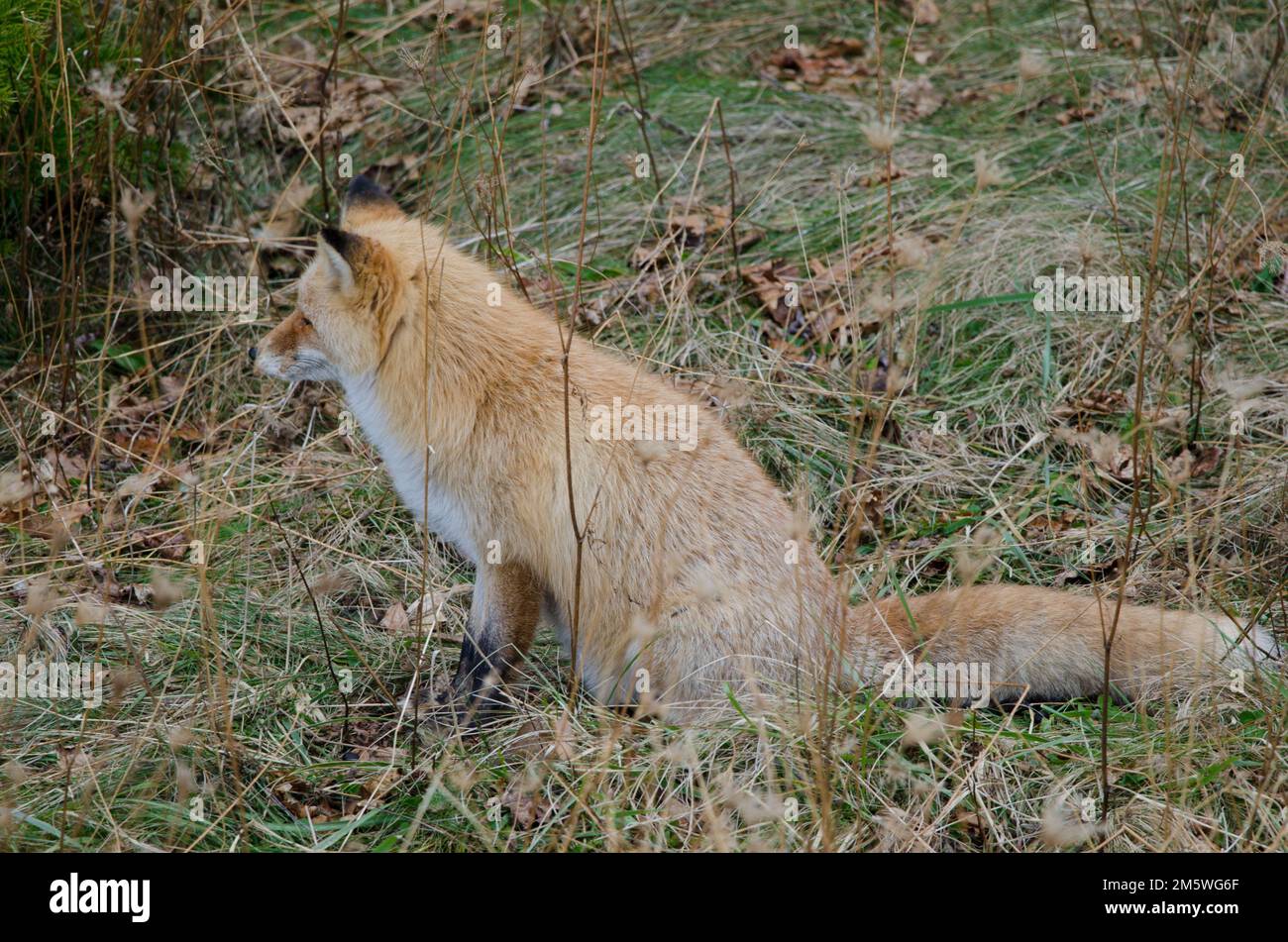 Ezo red foxes hi-res stock photography and images - Alamy