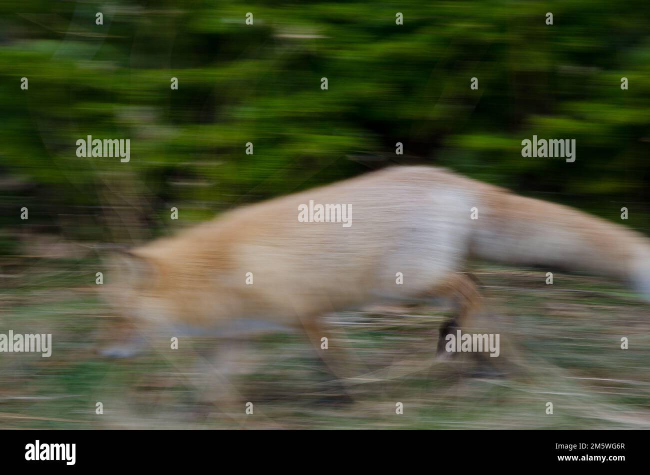 Ezo red foxes hi-res stock photography and images - Alamy
