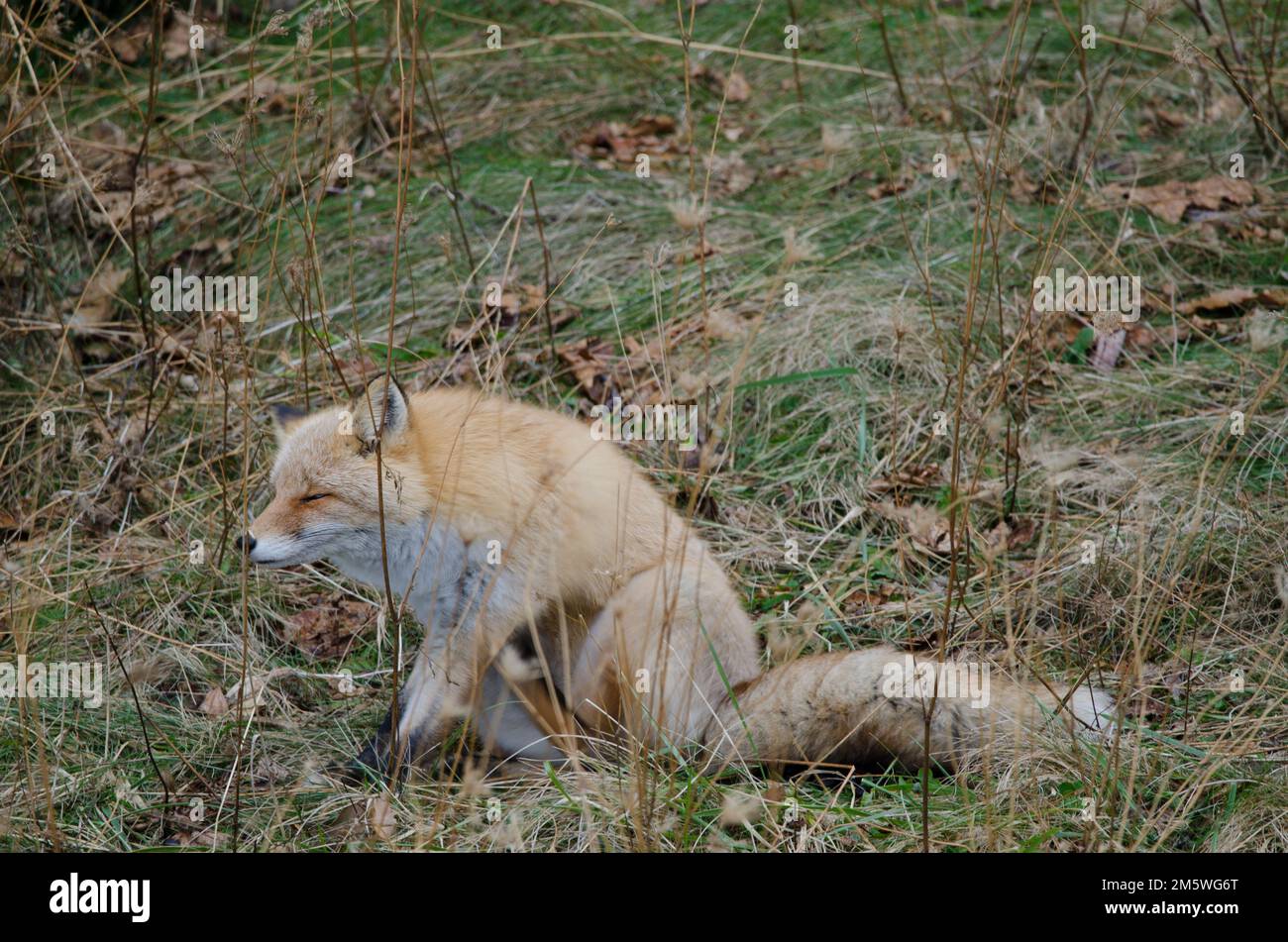 Ezo red fox Vulpes vulpes schrenckii scratching. Utoro. Shiretoko ...