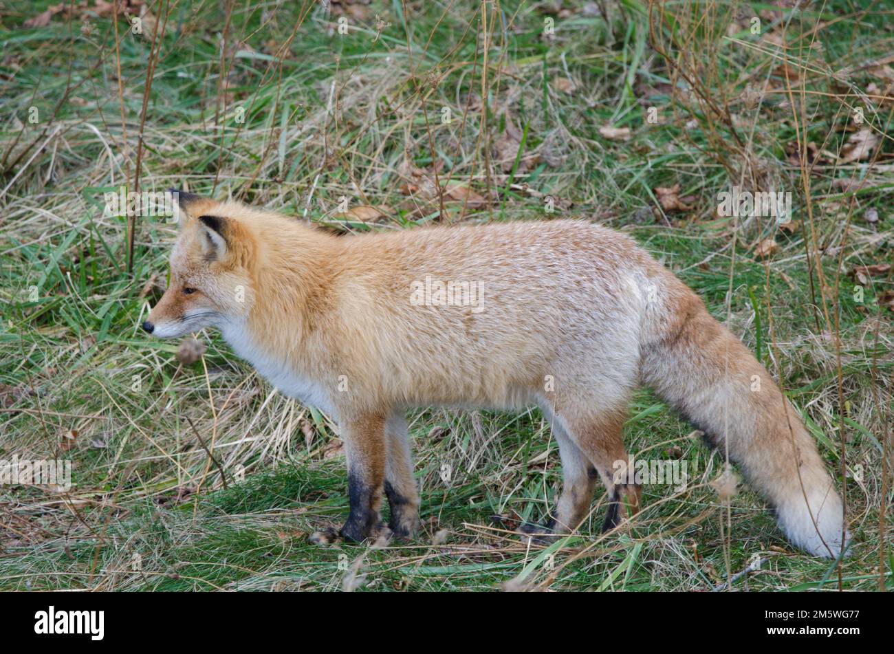 Ezo red fox Vulpes vulpes schrenckii. Utoro. Shiretoko Peninsula. Hokkaido. Japan Stock Photo ...