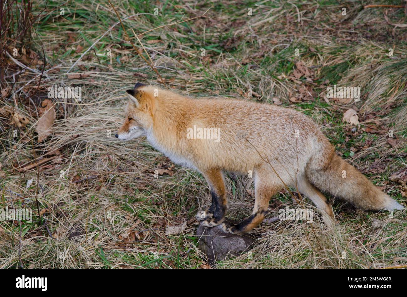 Ezo red fox Vulpes vulpes schrenckii stalking prey. Utoro. Shiretoko ...