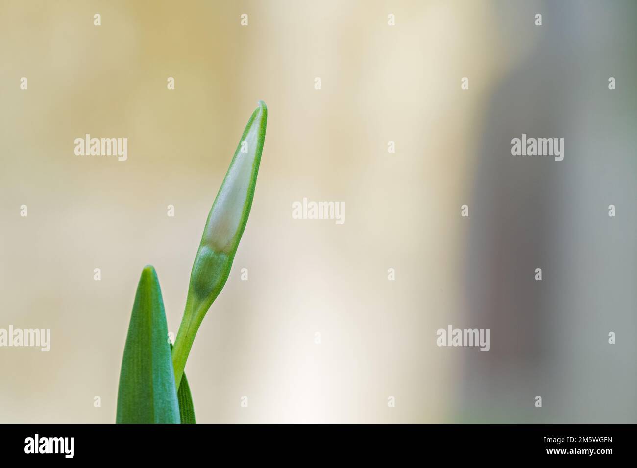 Snowdrop bud in Southampton Old Cemetery Stock Photo - Alamy