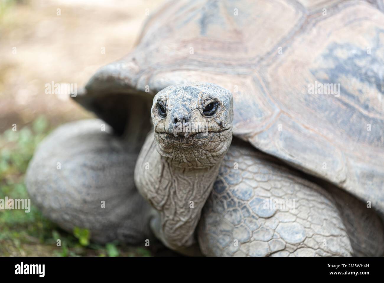 Ancient reptile: Portrait of a giant tortoise. Showing head, neck, and ...