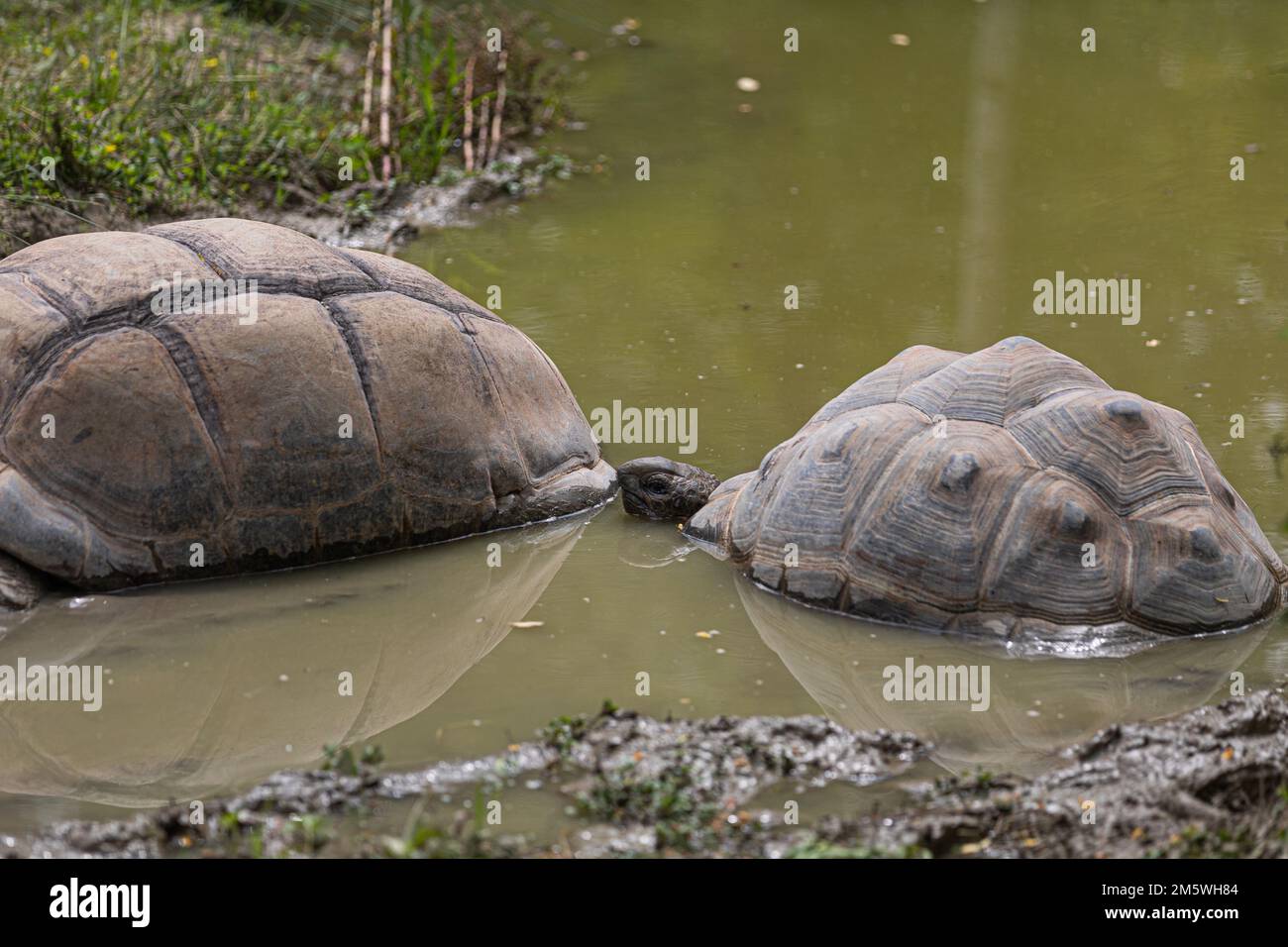 Two large tortoises in hi-res stock photography and images - Alamy