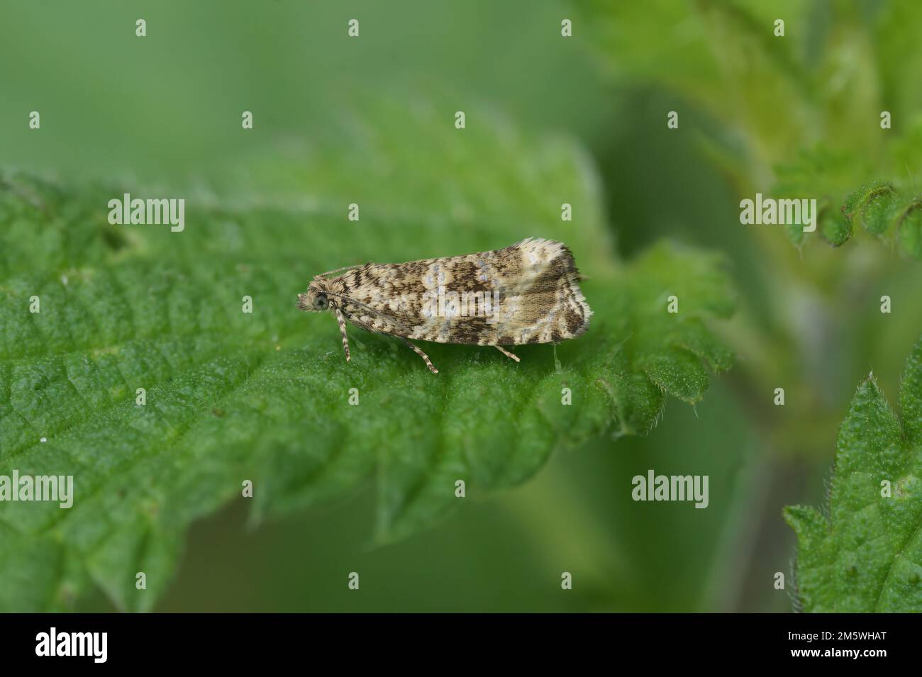 Natural closeup on the small dark strawberry tortrix moth, Celypha ...