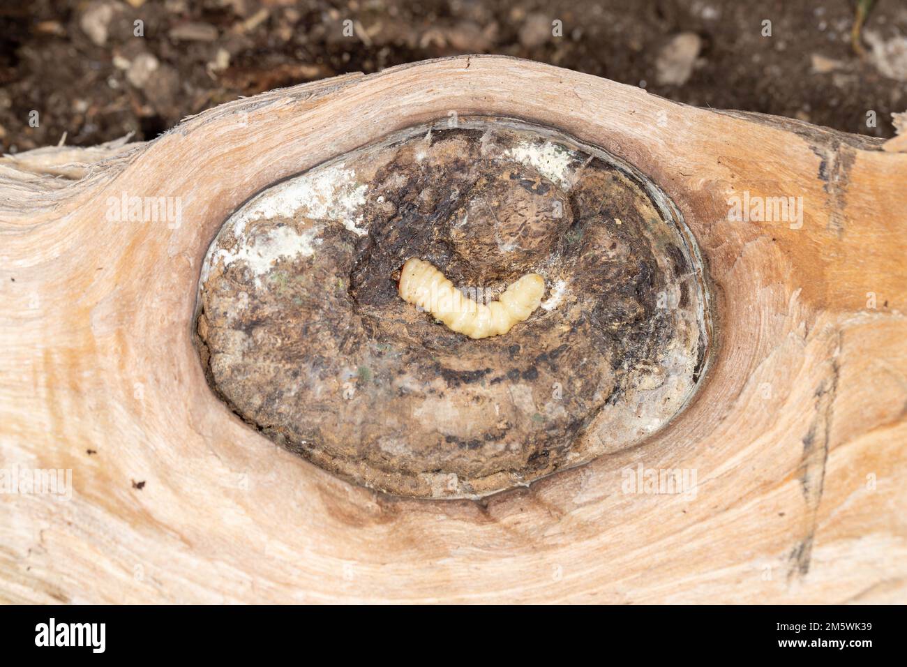 Roundheaded wood borer in action, tunneling through the walnut tree ...