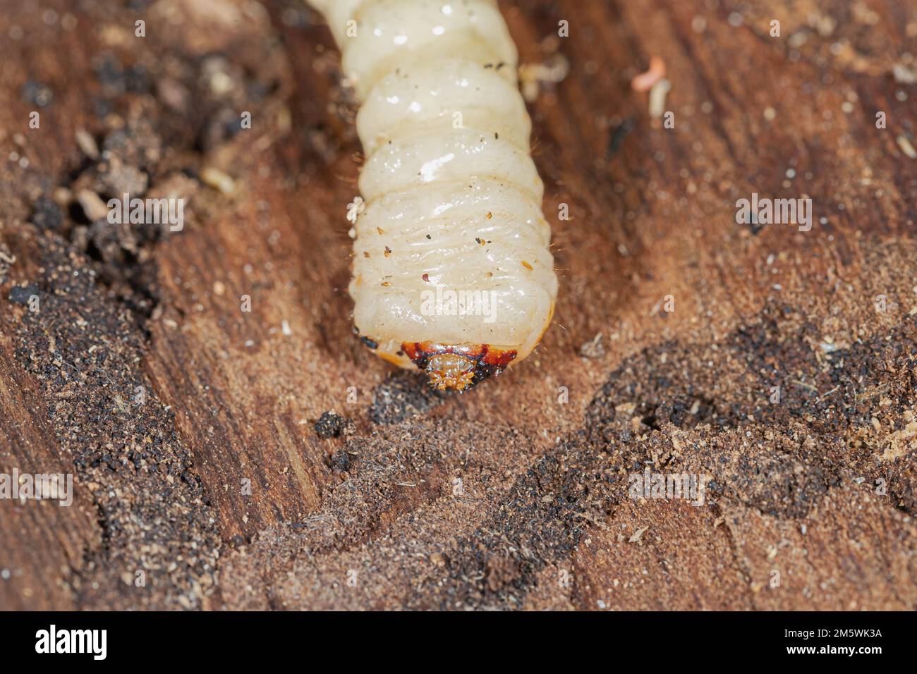 Detailed beetle larva hi-res stock photography and images - Alamy