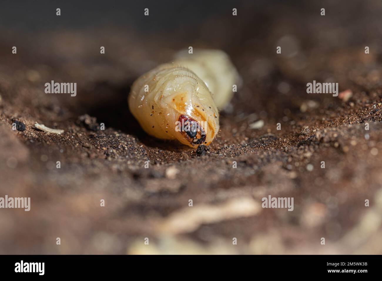 Lifecycle of the natural world hi-res stock photography and images - Alamy